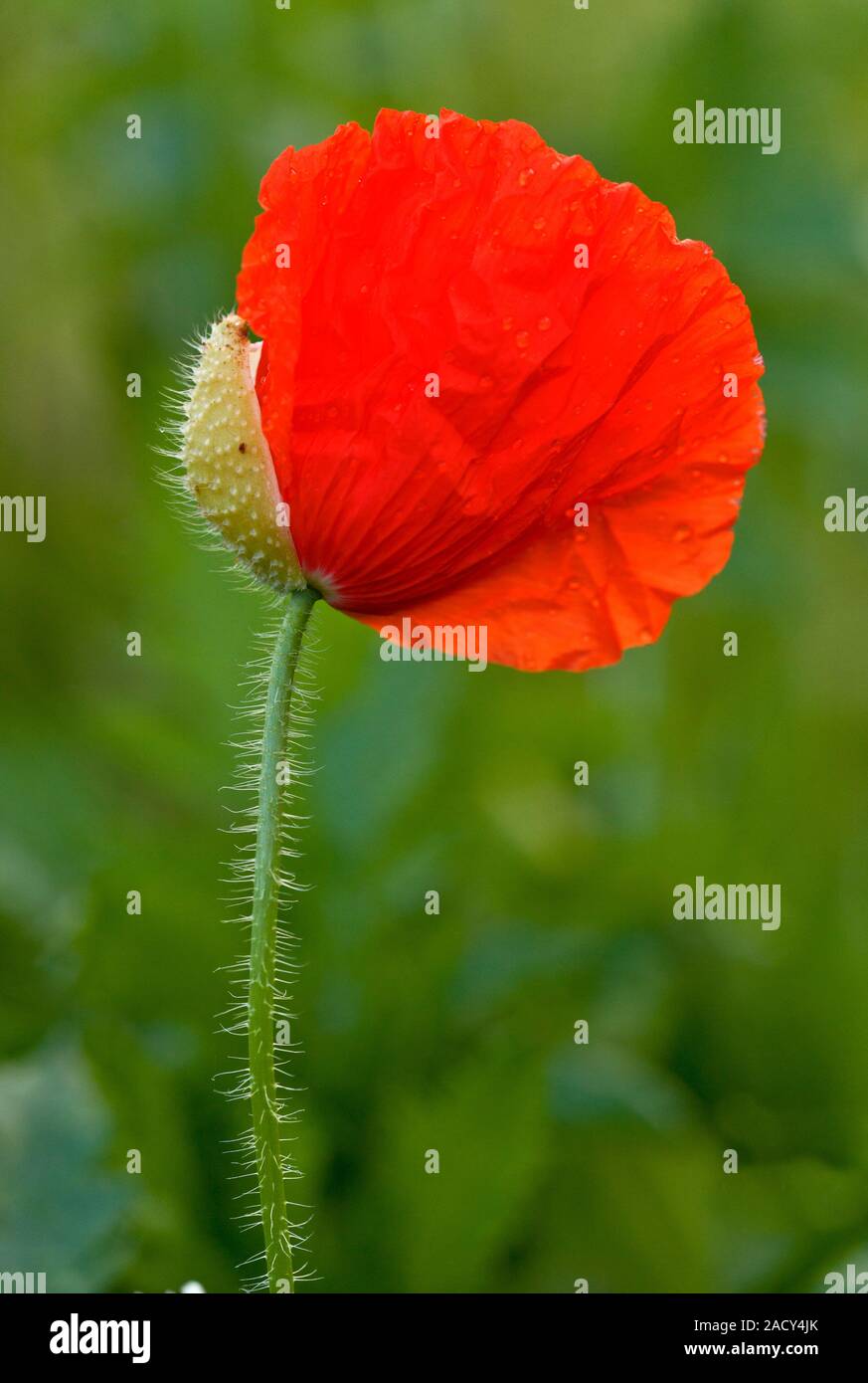 Field poppy (Papaver rhoeas) flower. Photographed in Sardinia, Italy ...
