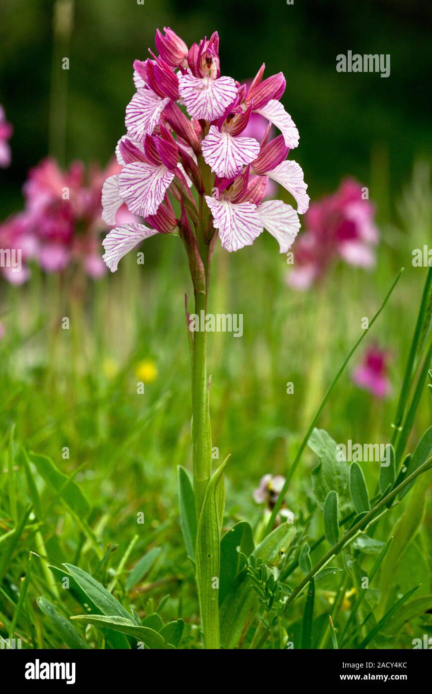 Pink butterfly orchid (Orchis papilionacea) in flower. Photographed in ...