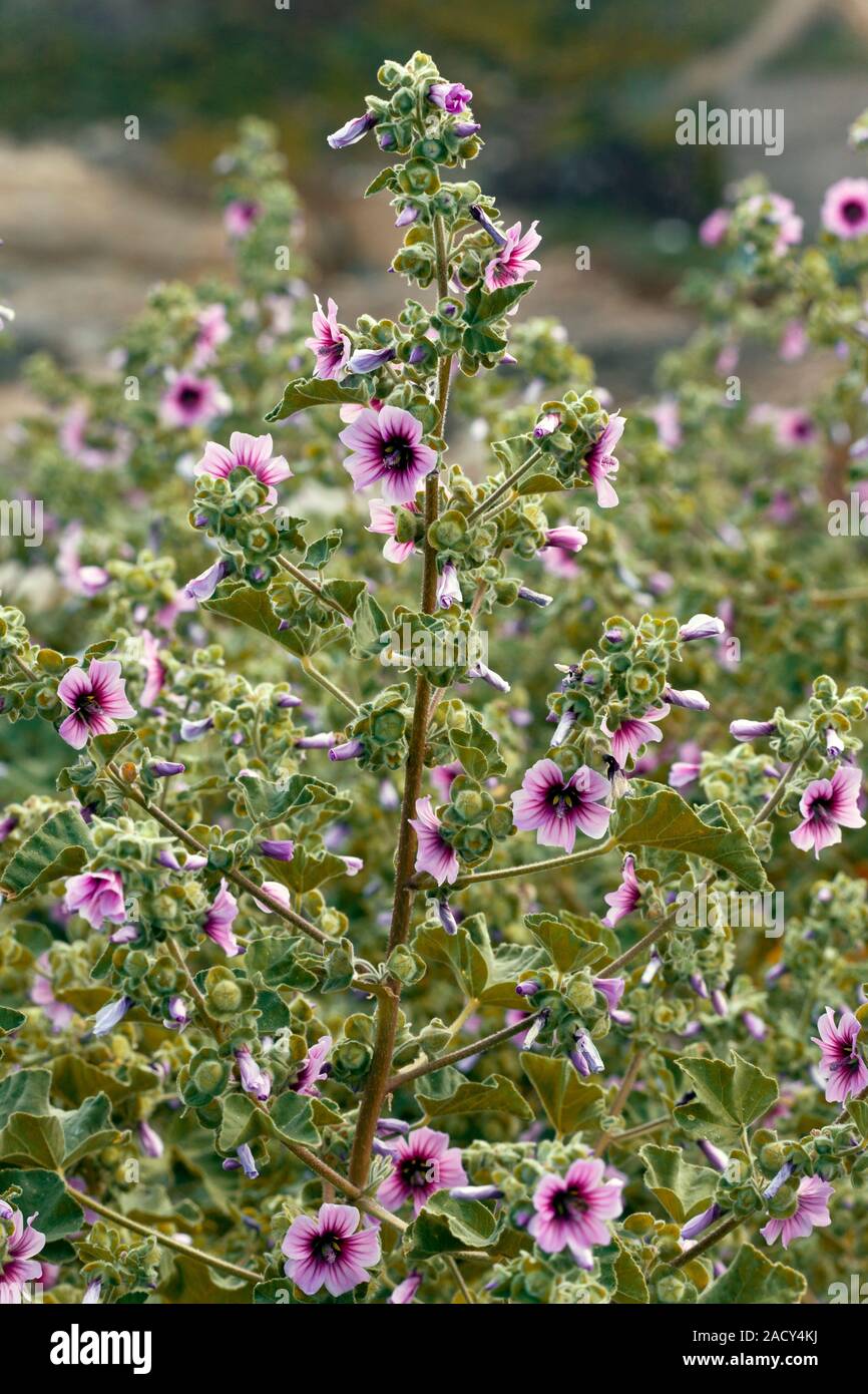 Tree mallow (Malva arborea) in flower. Photographed on the coast of ...