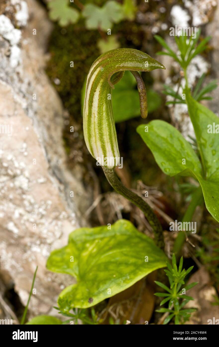 Friar's cowl (Arisarum vulgare) in flower. Photographed in Sardinia ...