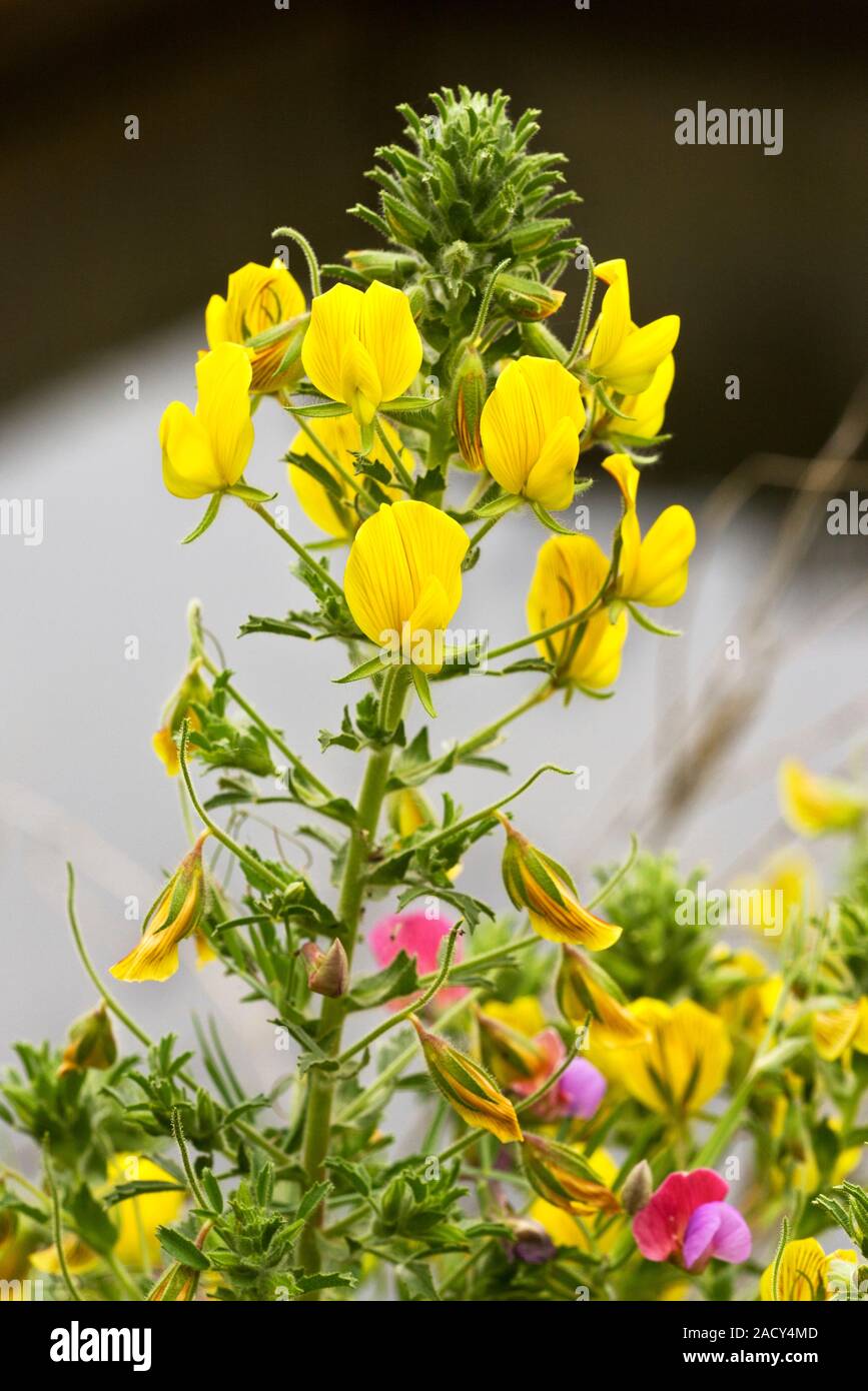 Large yellow restharrow (Ononis natrix) in flower. Photographed in ...