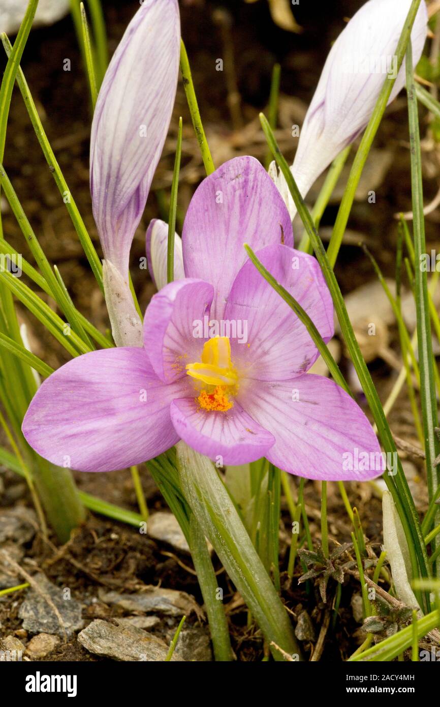 Crocus (Crocus minimus) in flower. Photographed in Sardinia, Italy ...
