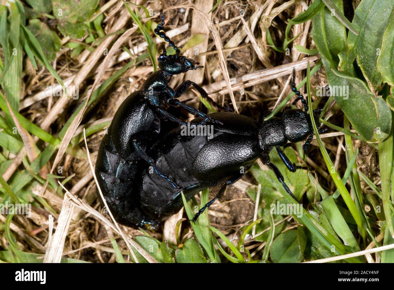 Oil beetles (Meloe proscarabaeus) mating. These beetles live in meadows ...