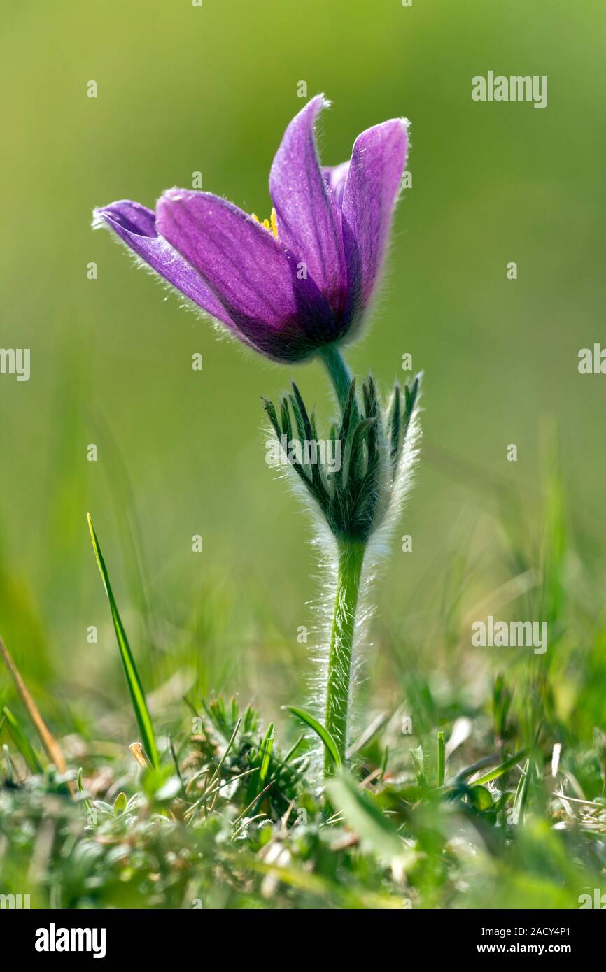 Pasque flower (Pulsatilla vulgaris) flowering in limestone grassland ...
