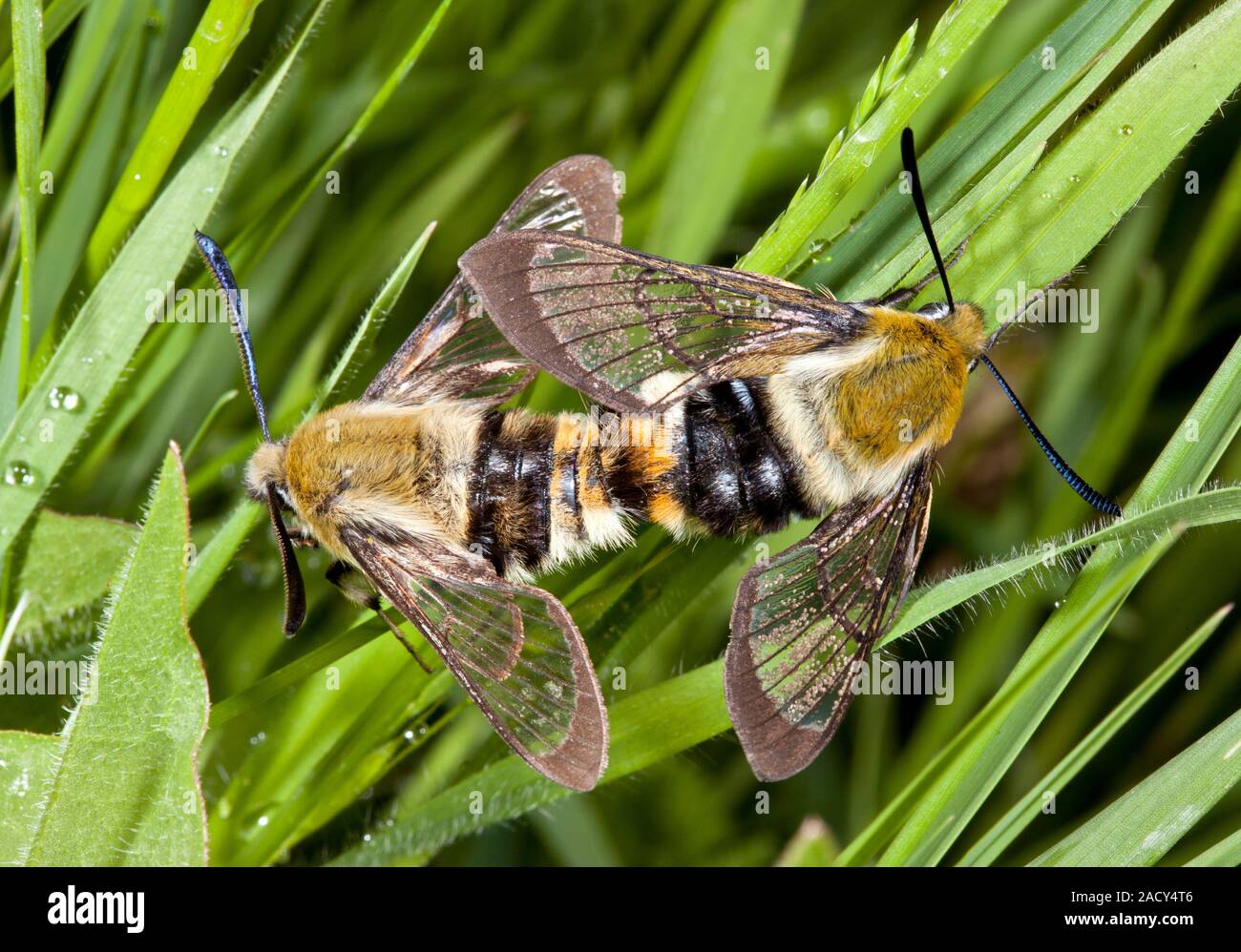 Narrow-bordered bee hawkmoths (Hemaris tityus) mating. Photographed in ...