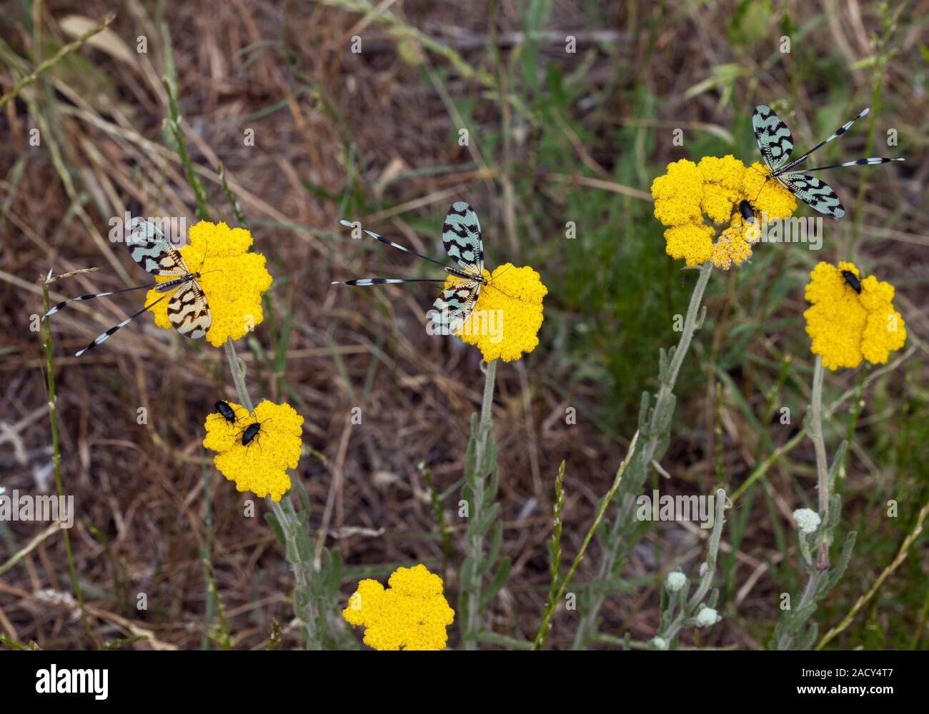 Spoonwing lacewings (Nemoptera sinuata) on Achillea sp. flowers ...