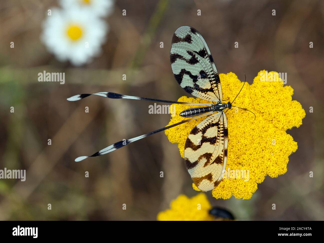 Spoonwing lacewing (Nemoptera sinuata) on Achillea sp. flowers ...