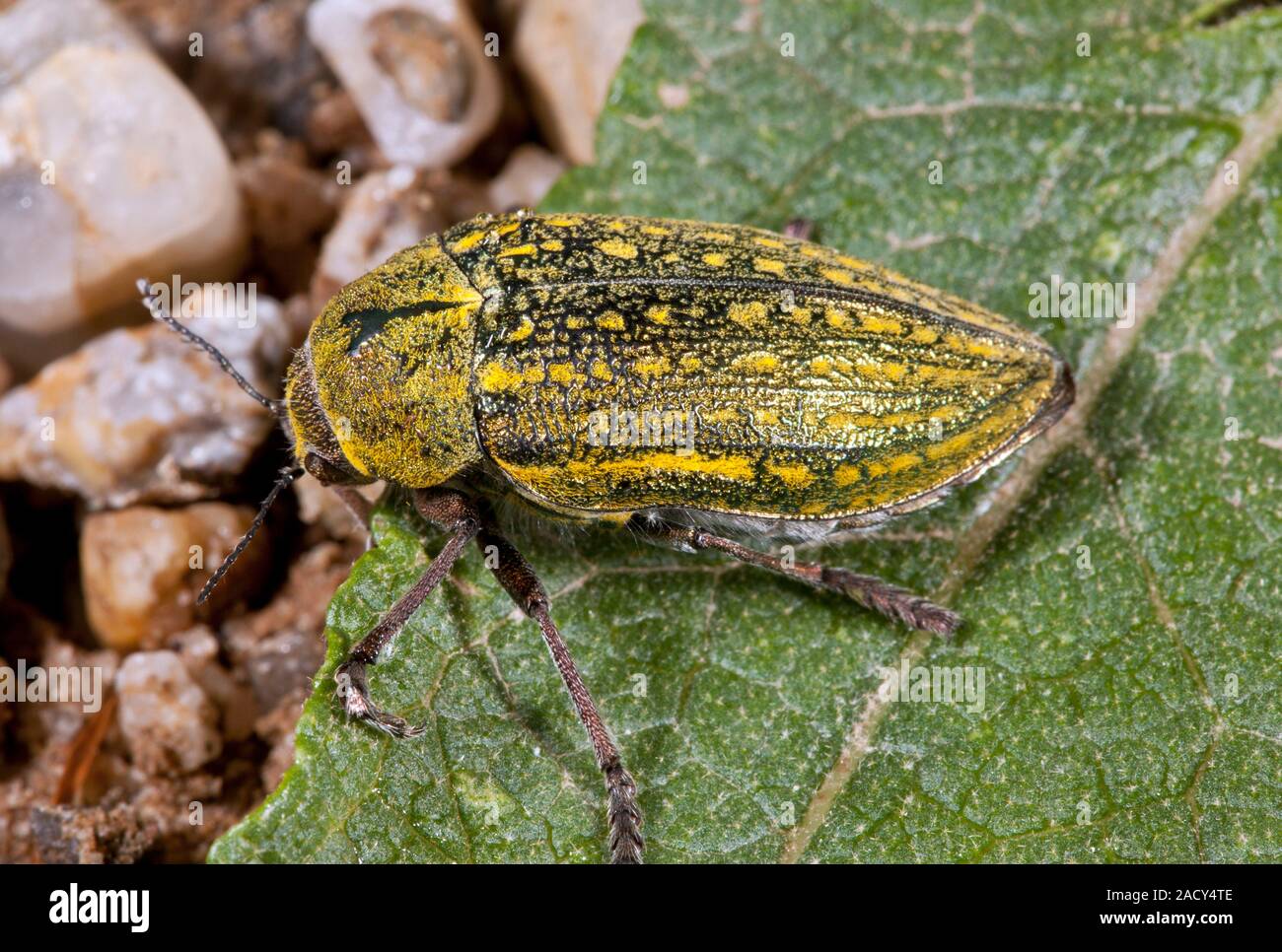 Jewel beetle (Julodis ehrenbergii) on a leaf. Jewel beetles (family ...