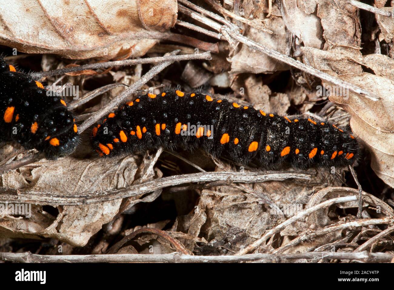 Apollo butterfly (Parnassius apollo) caterpillars. Larvae of an Apollo ...