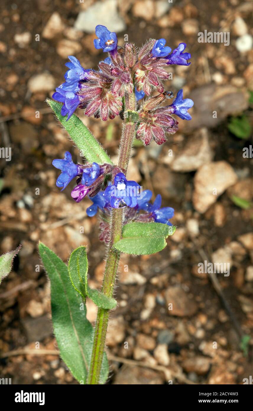 Common bugloss (Anchusa officinalis) in flower. Photographed in ...