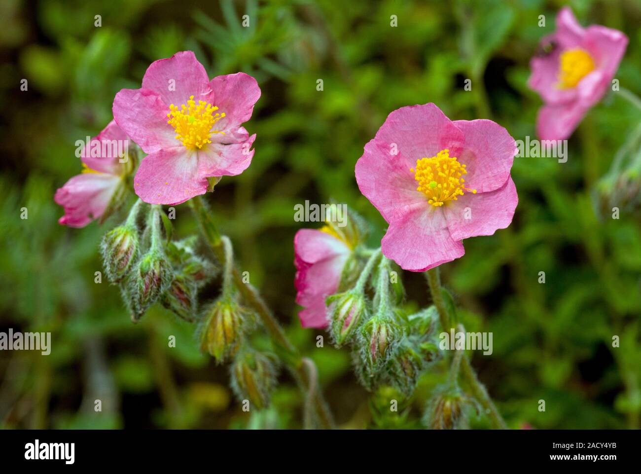 Pink rockrose (Helianthemum nummularium pyrenaica) in flower ...