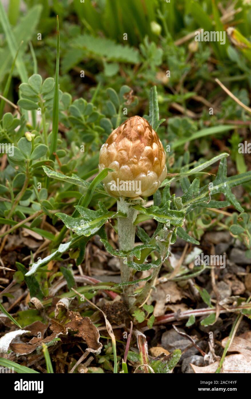 Cone thistle (Leuzea conifera) in flower. Photographed in the Pyrenees ...