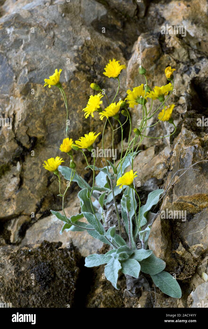 Downy hawkweed (Hieracium lawsonii) in flower. Photographed in the ...