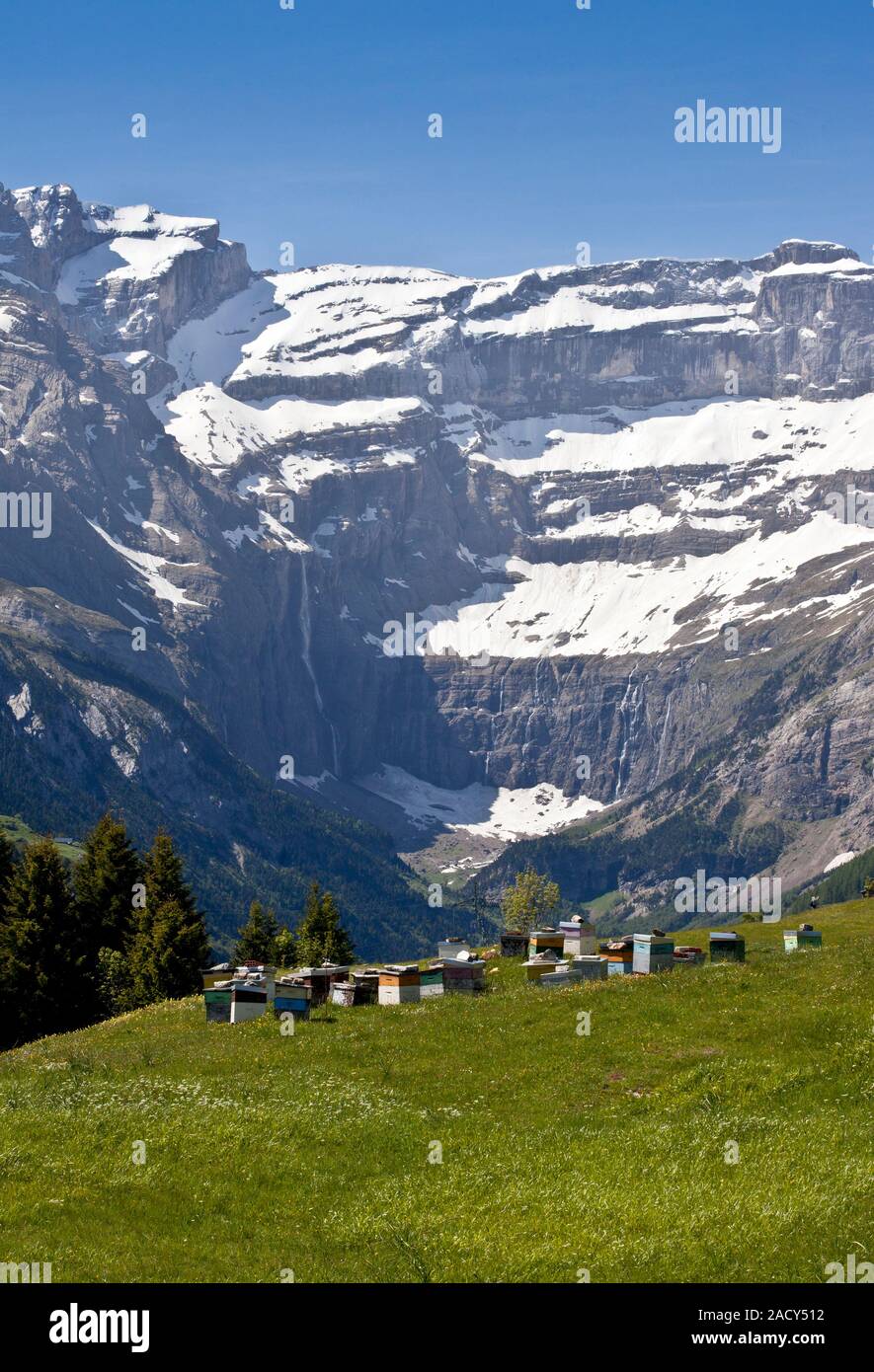 Beehives. View looking across beehives in a hay meadow, towards the ...