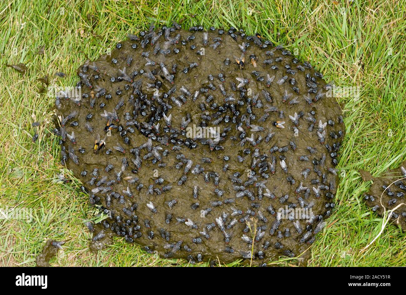 Flies on cow dung. Cow dung covered in flesh-flies (Sarcophaga sp ...