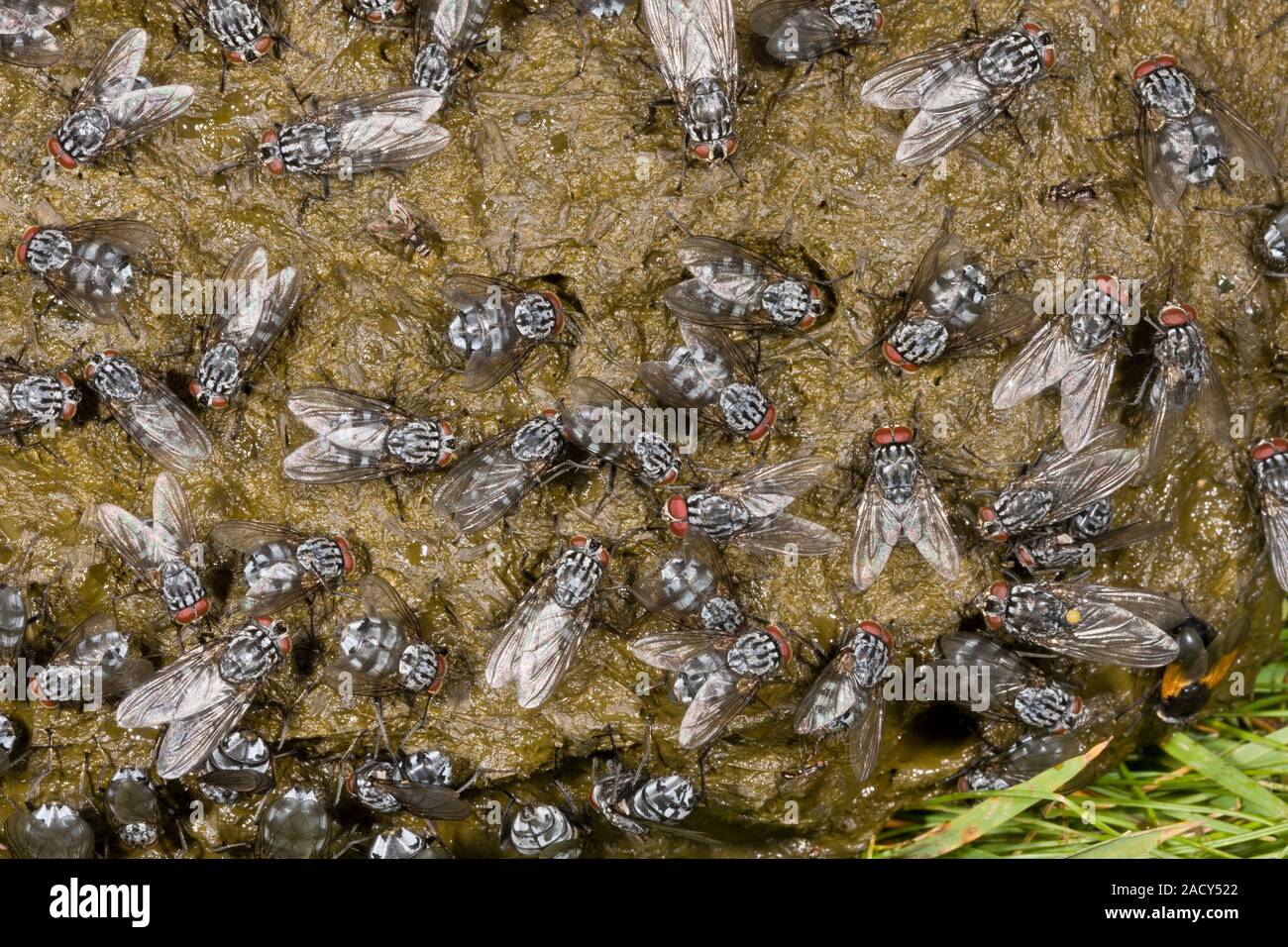 Flies on cow dung. Cow dung covered in flesh-flies (Sarcophaga sp ...
