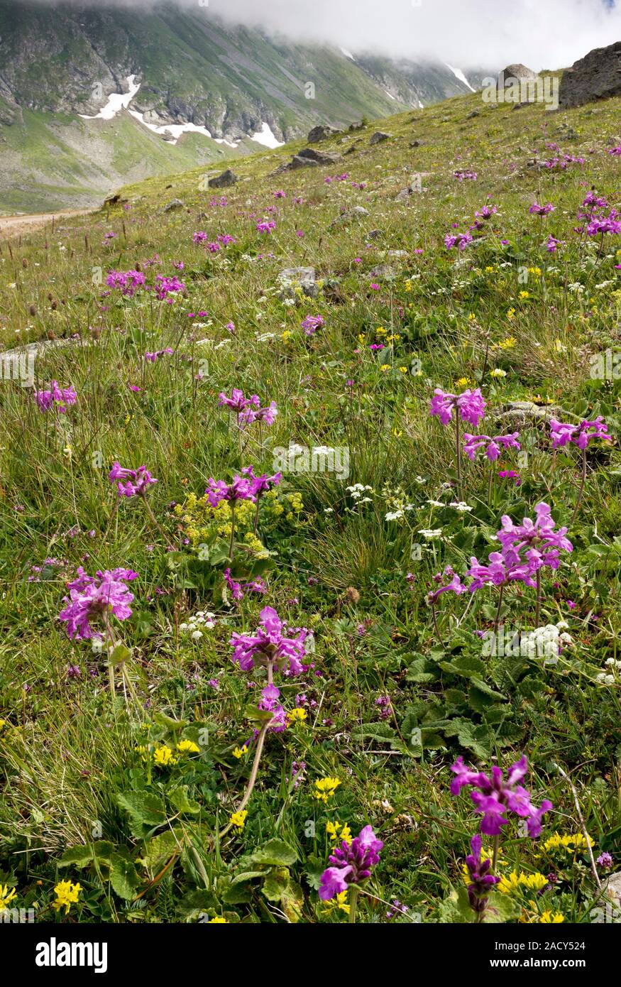 Flowering mountain grassland. Large betony (Stachys macrantha) and ...
