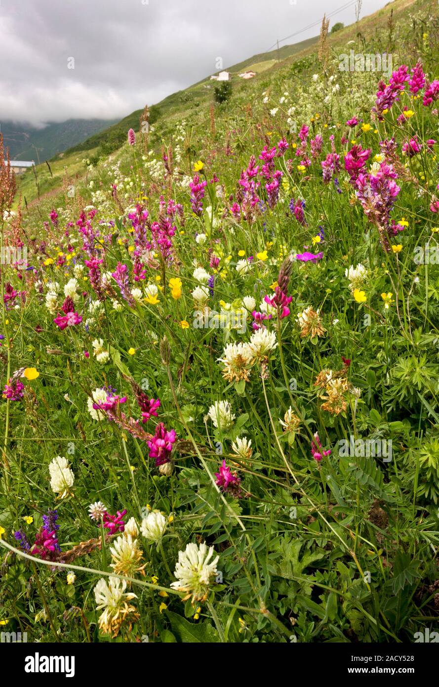 Flowering mountain grassland. Photographed in the Pontic Alps, Turkey ...