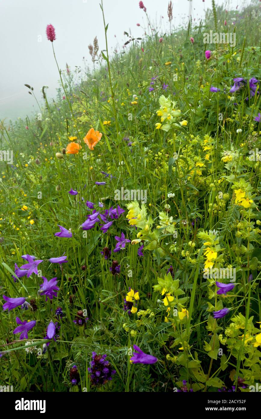 Flowering mountain grassland. Photographed on the Ovit Pass, Pontic ...