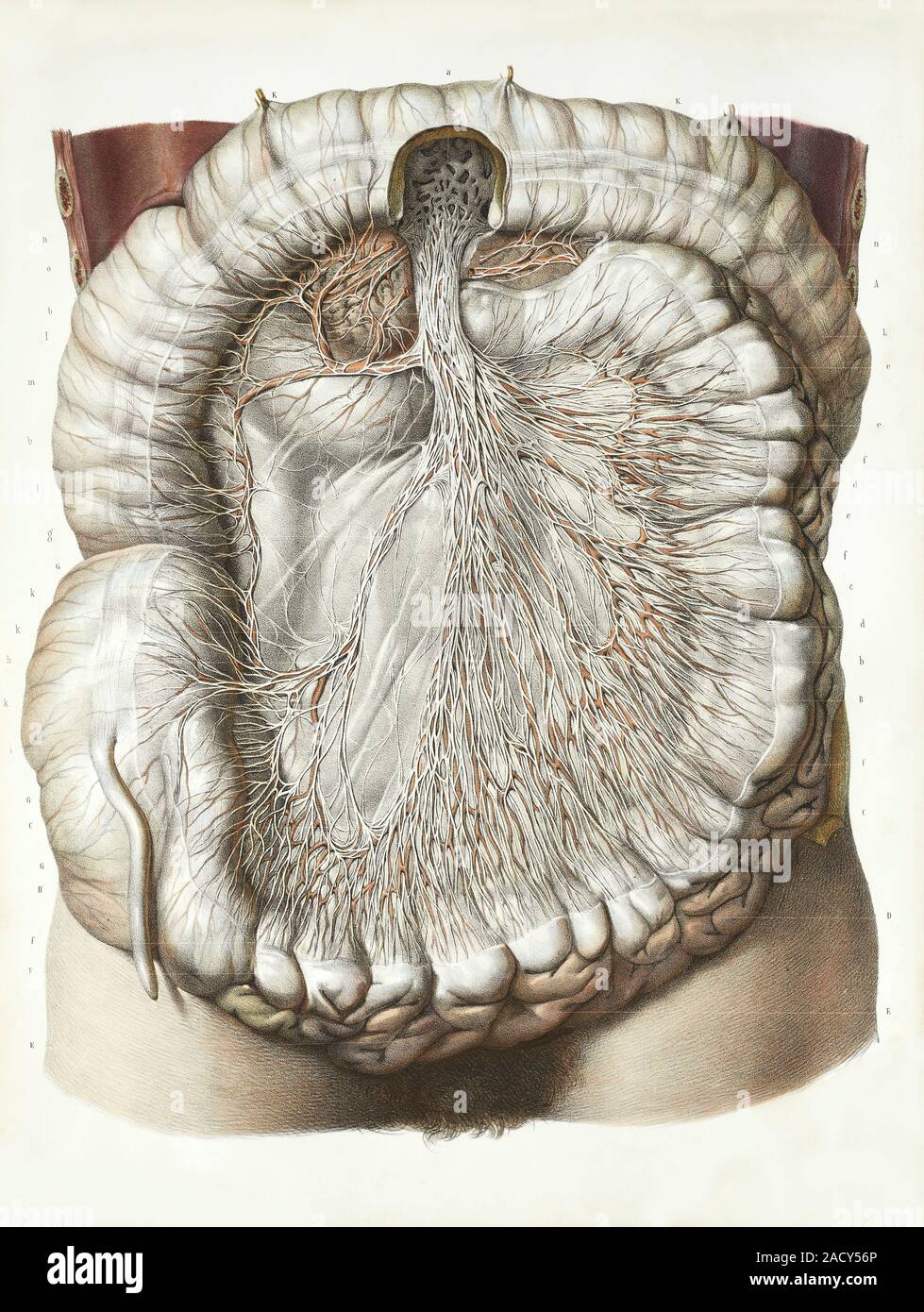 Small intestine. 19th century artwork showing the nerves (white) of the ...