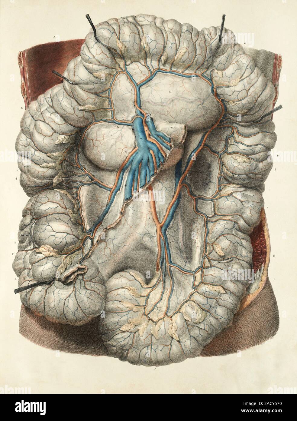 Large intestine. 19th century artwork showing the blood vessels of the ...