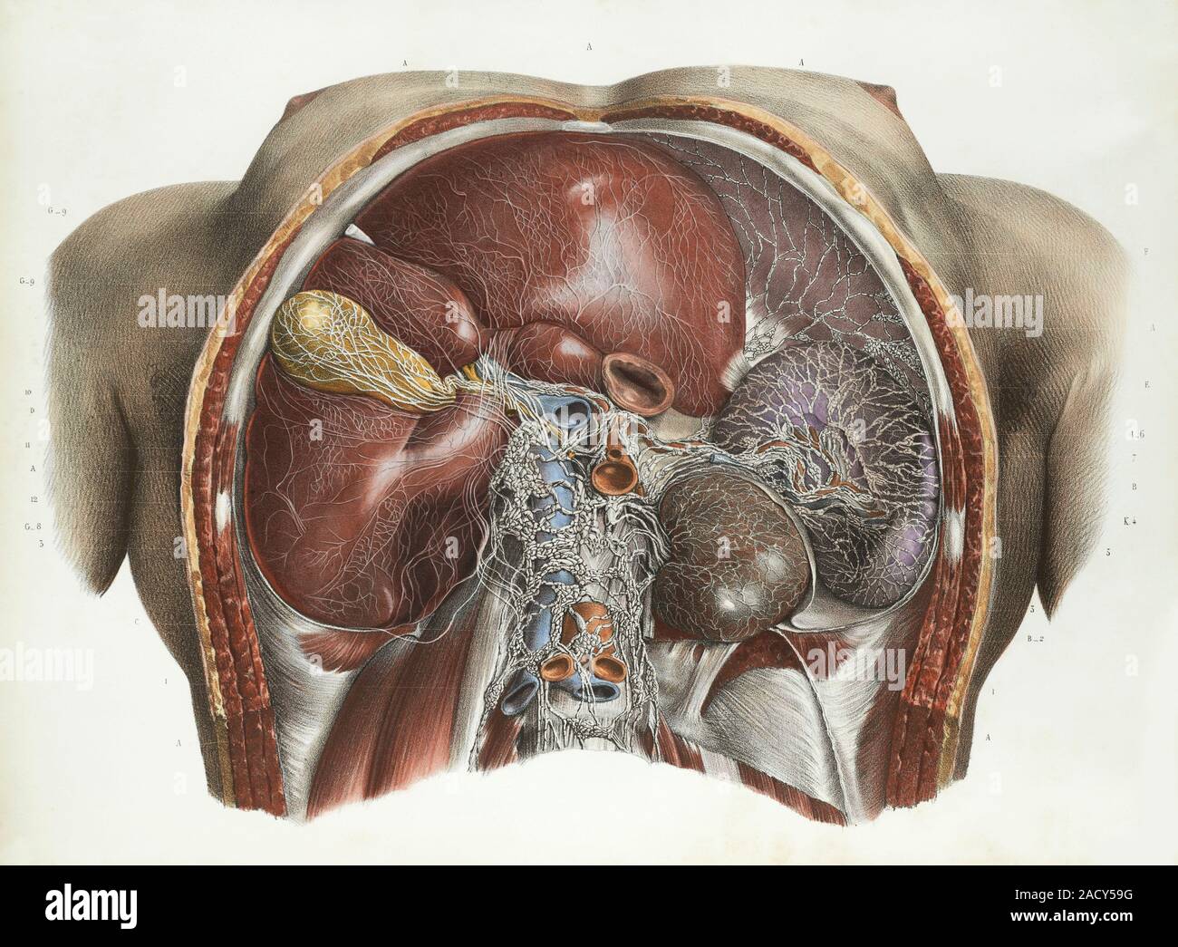 Abdominal anatomy. 19th century artwork of a section through the ...
