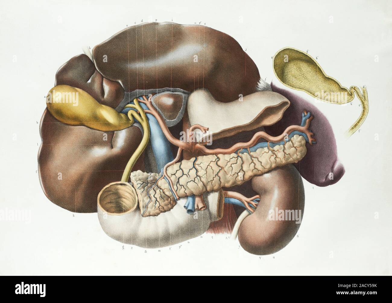 Abdominal anatomy, 19th century artwork. The liver (brown) is at top ...
