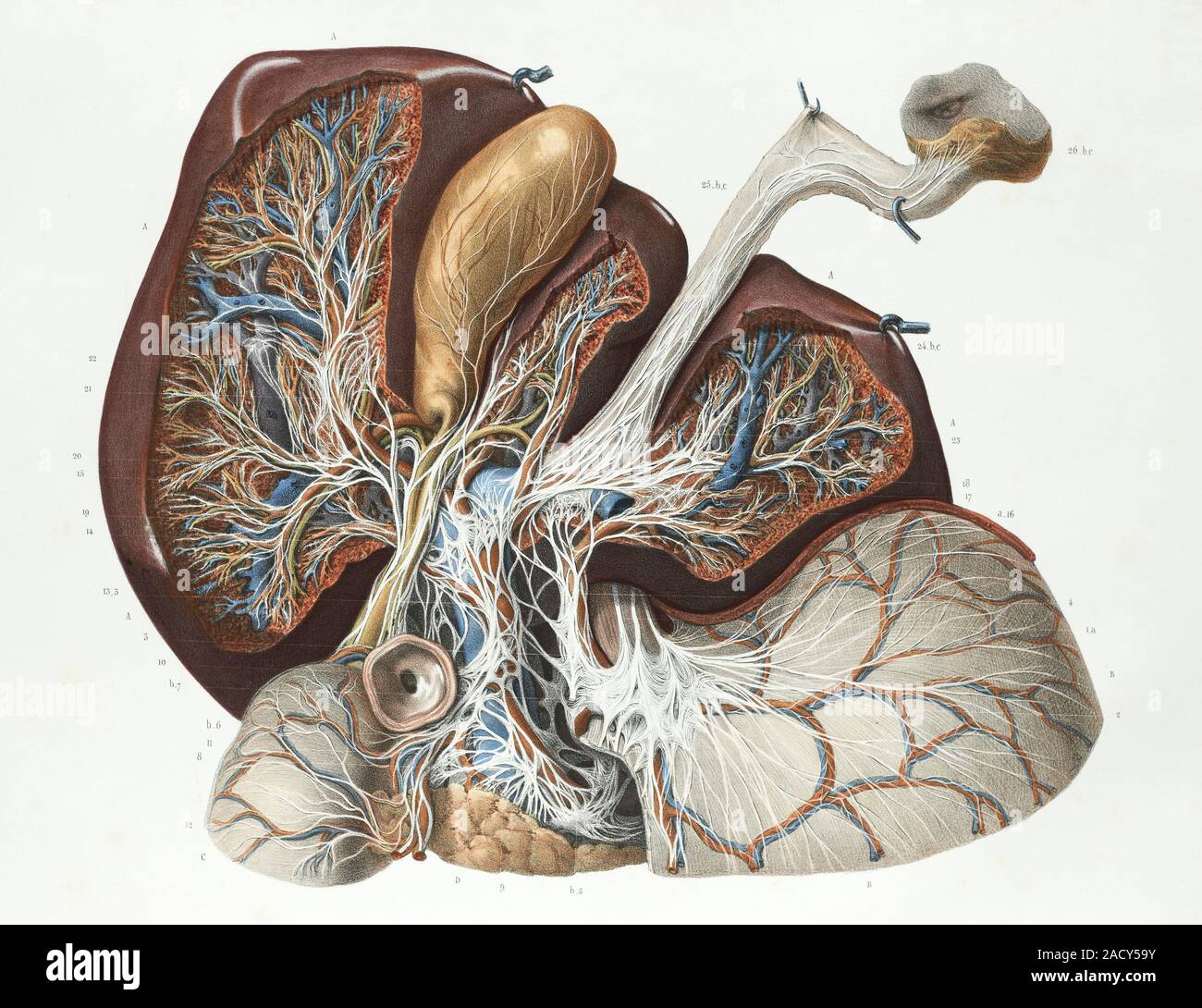 Liver. 19th century artwork of a section through the liver, showing its ...
