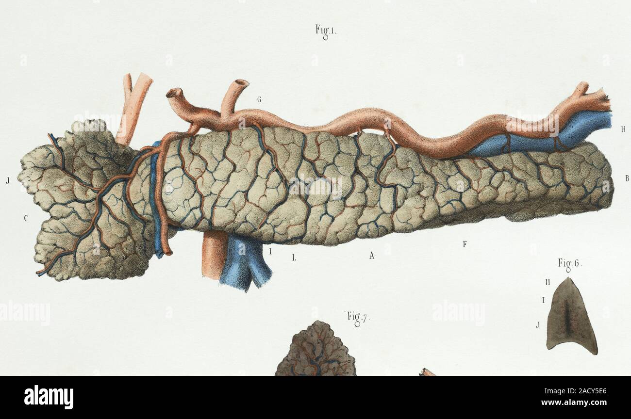 Pancreas anatomy. 19th century artwork of an anterior view of the ...