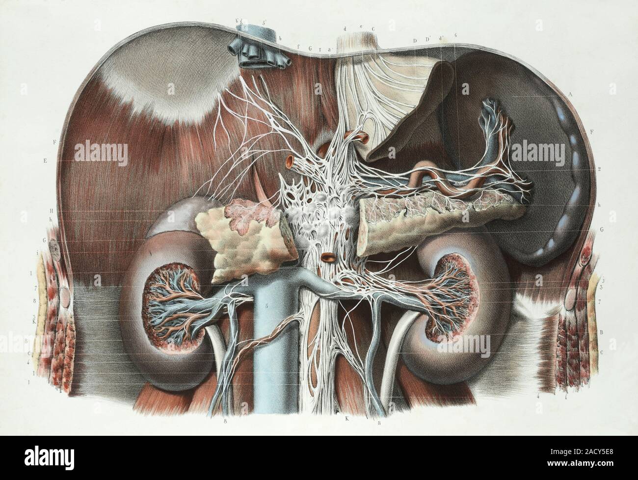 Abdominal anatomy. 19th century artwork of the abdomen showing the ...