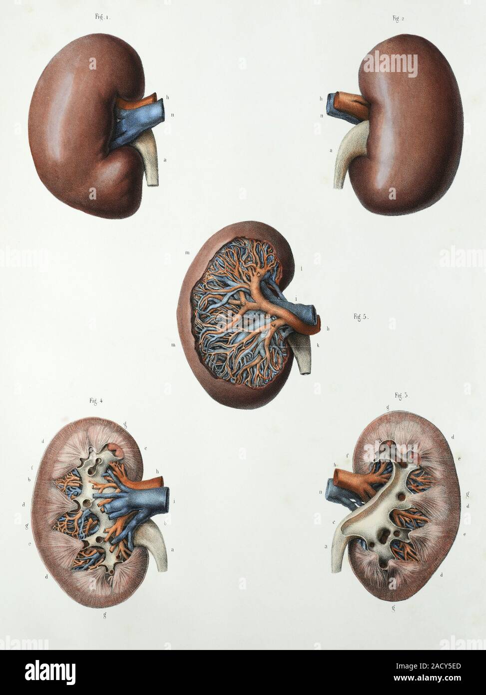 Kidney anatomy. 19th century artworks of the kidney. At left are ...