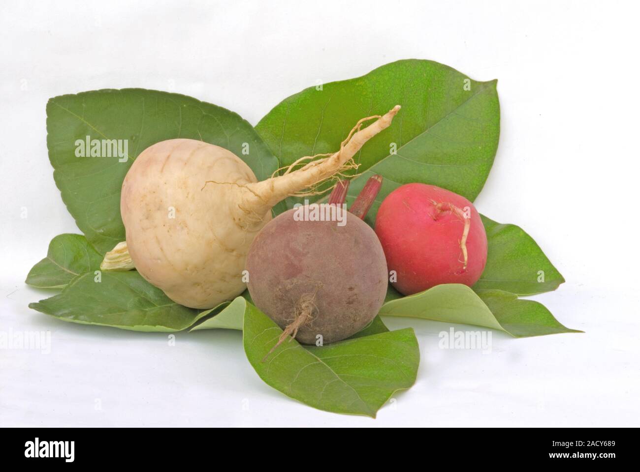 Redish leaf hi-res stock photography and images - Alamy