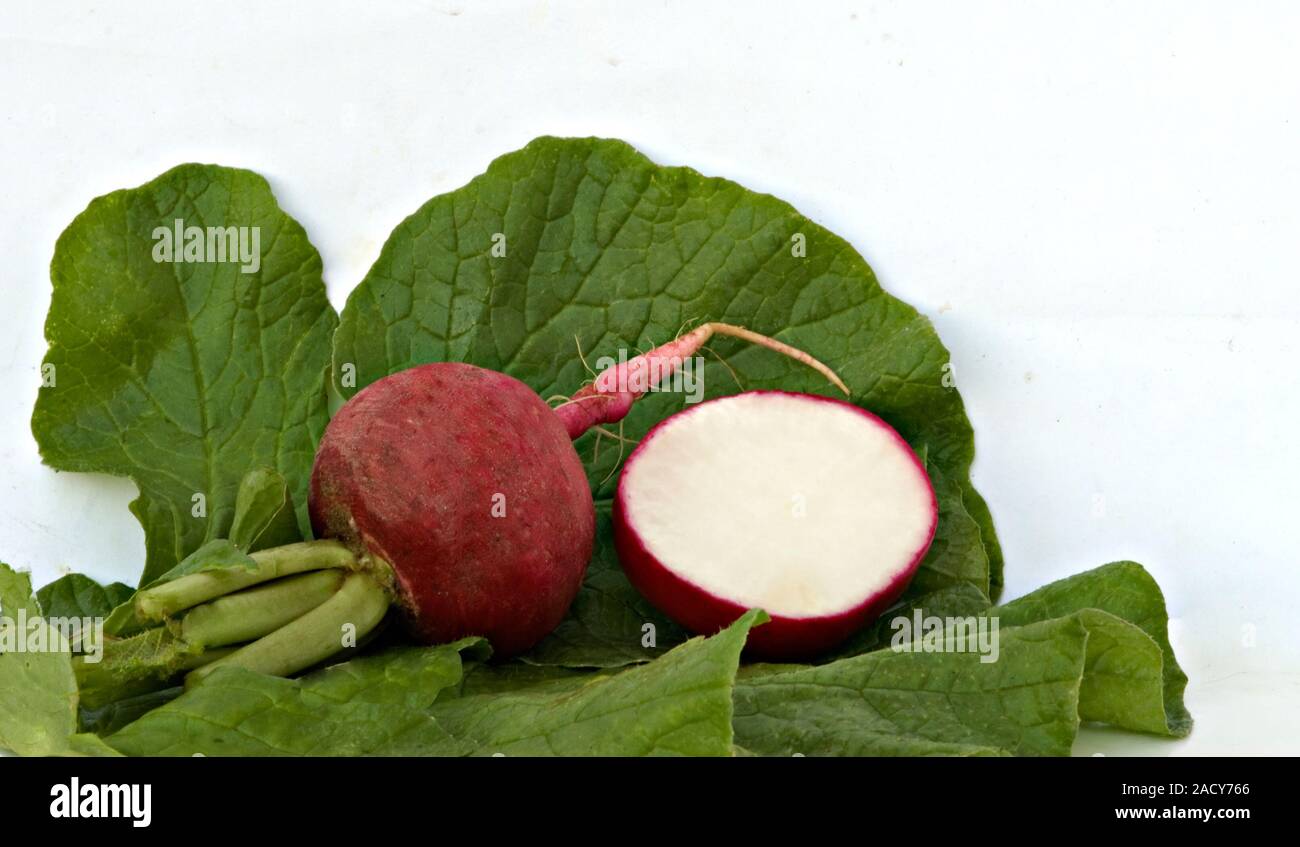 Radish and its section on leaves isolated on white background Stock ...