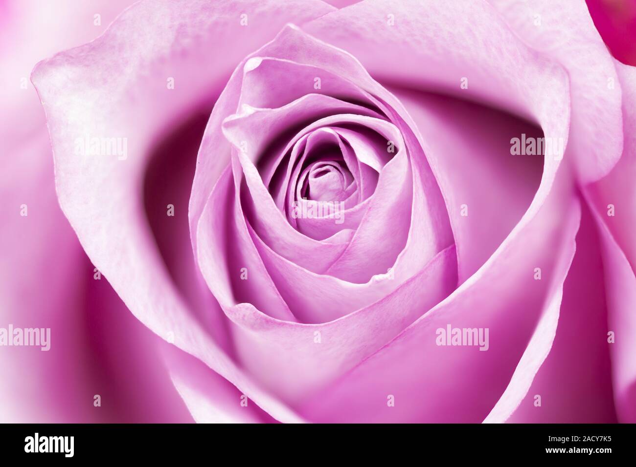 Single rose, full size Stock Photo - Alamy