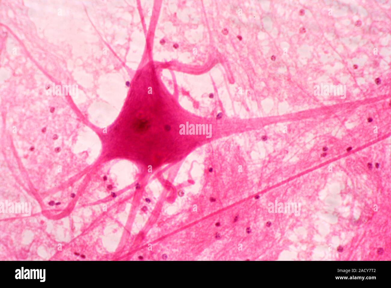 Motor neuron in an Ox spinal cord. LM X100 Stock Photo - Alamy