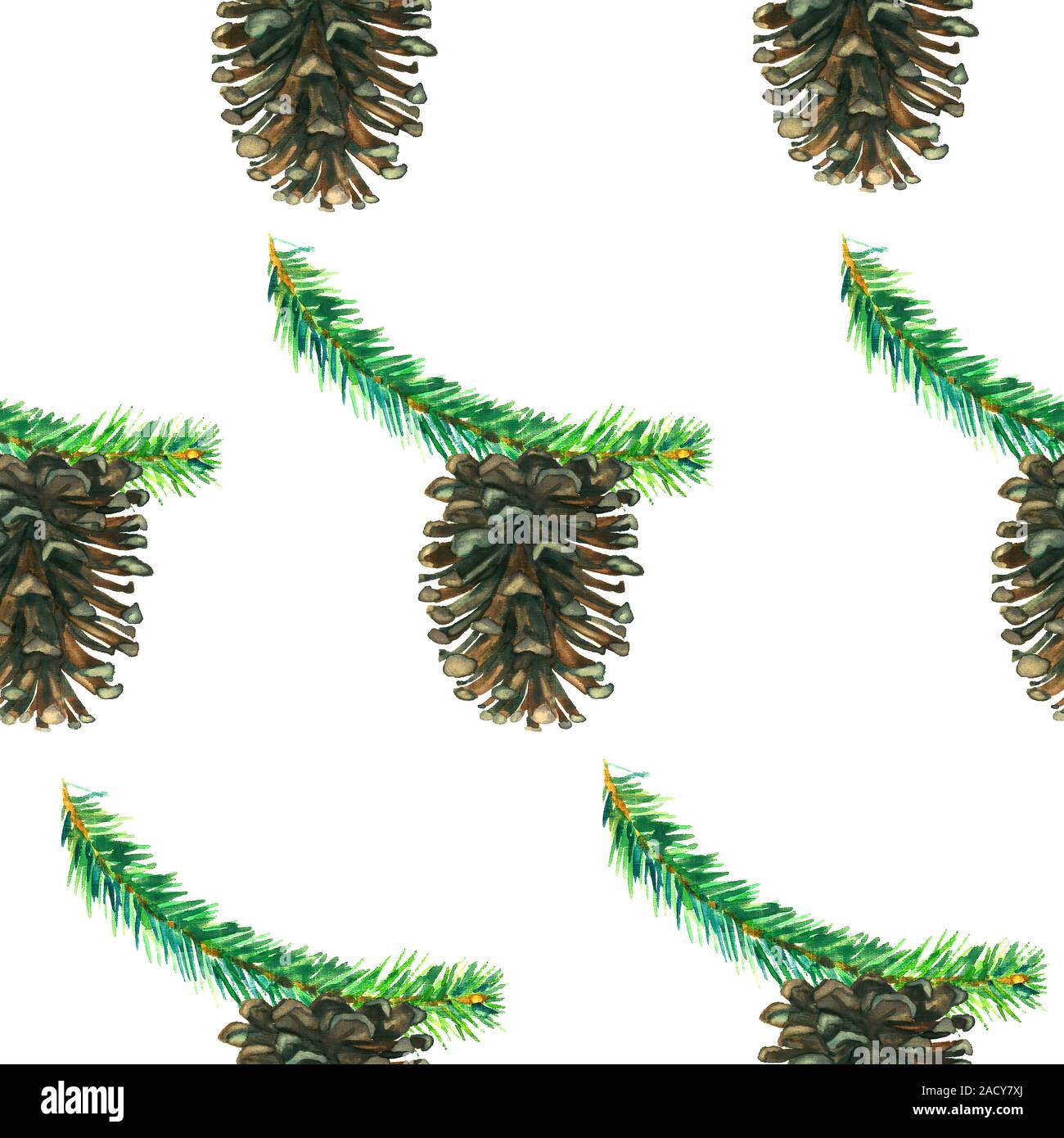 Pine branches with long pinecones, hand painted watercolor illustration ...
