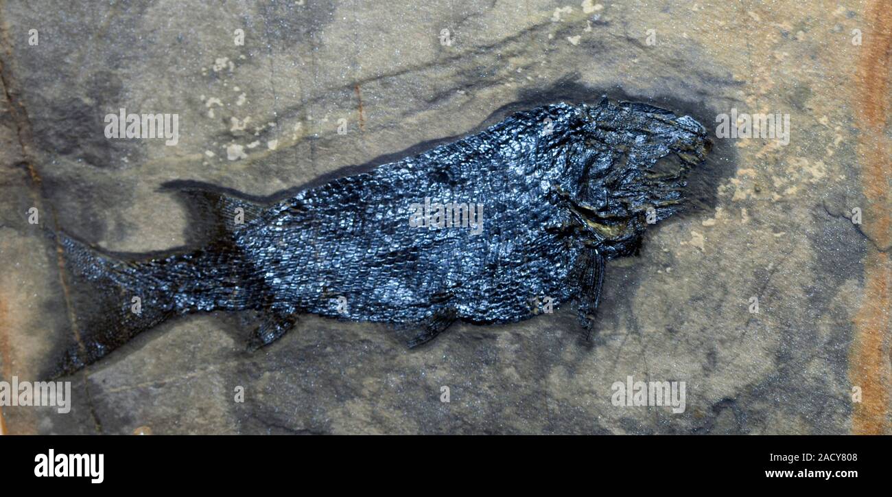 Fossil Fish (Redfieldius gracilis), Early Jurassic, North Guilford ...