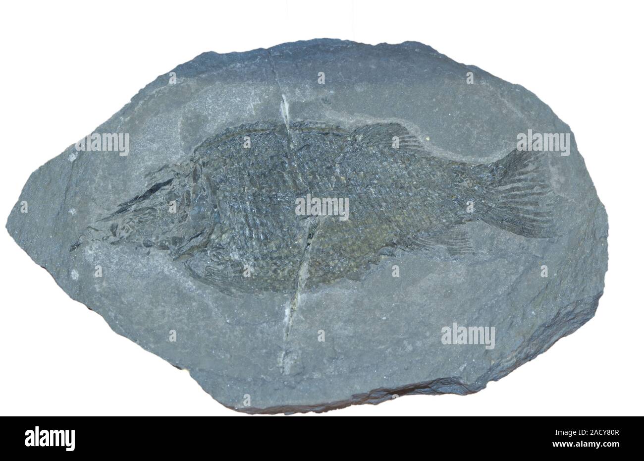 Fossil fish (Semionotus), Turner Falls, Massachusetts, USA Stock Photo ...