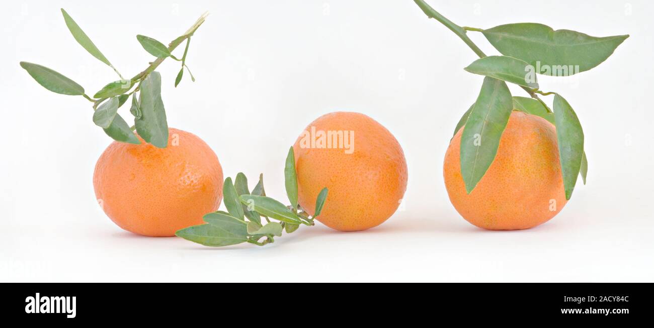 Three tagerines isolated on white background Stock Photo - Alamy