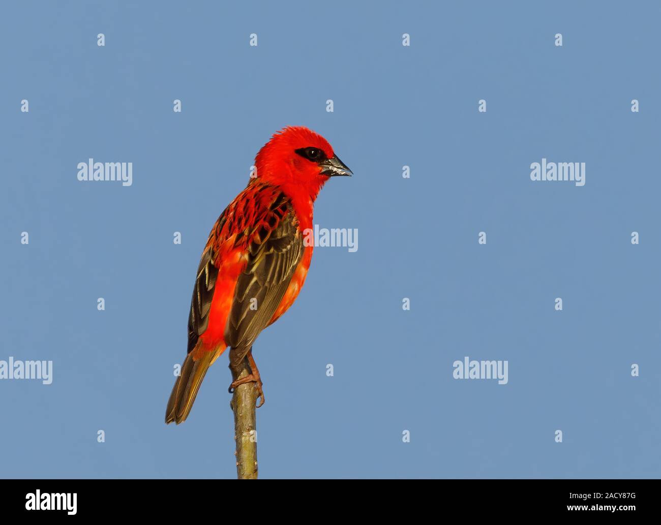 Beautiful Madagascar bird red fody, Foudia madagascariensis on the ...