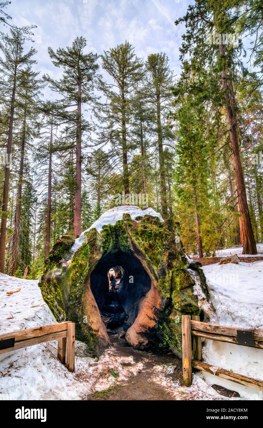 Fallen tunnel tree hi-res stock photography and images - Alamy
