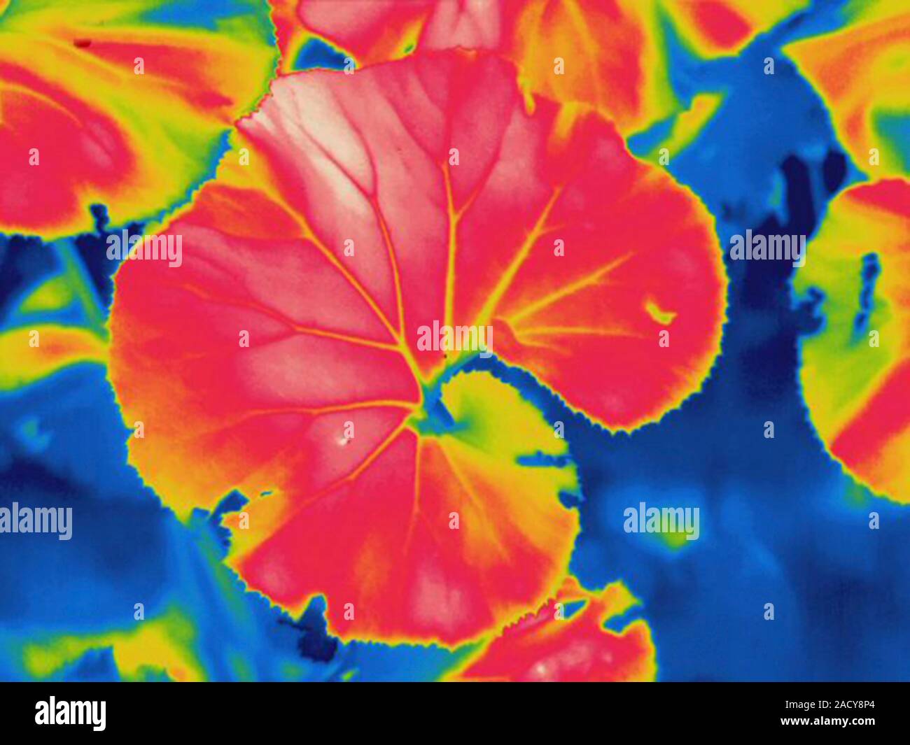 Thermogram of a Japanese Butterbur (Petasites japonicus) leaf. The ...