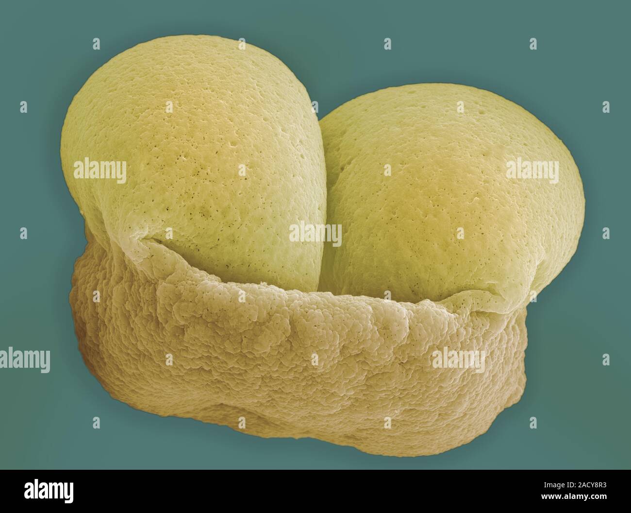 Pine Pollen. SEM Stock Photo - Alamy Pine Pollen. SEM Stock Photo - Alamy