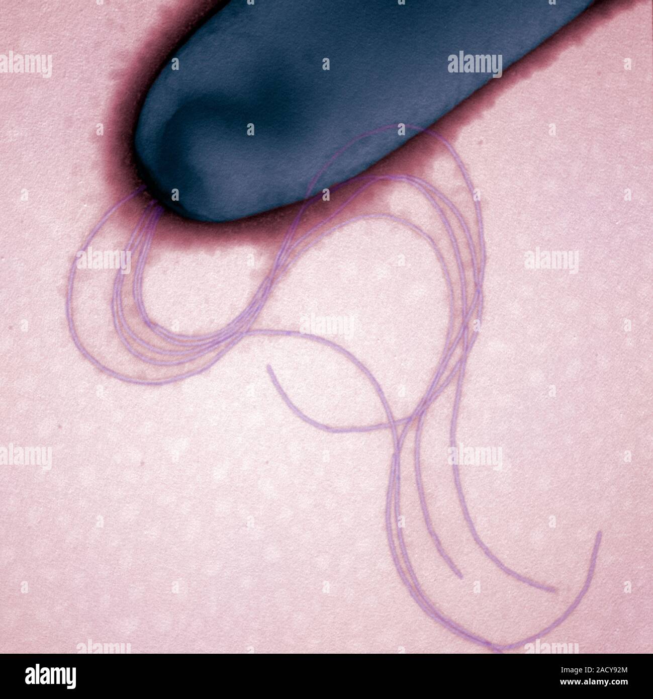 Flagella of Pseudomonas aeruginosa Bacteria. TEM Stock Photo - Alamy