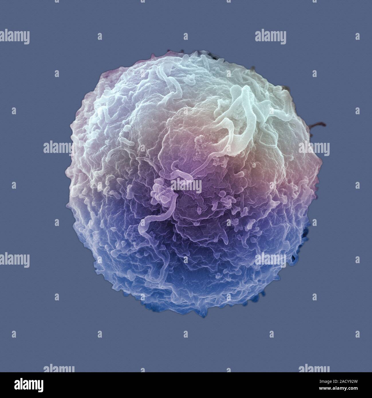 Human lymphocyte white blood cell. SEM Stock Photo - Alamy