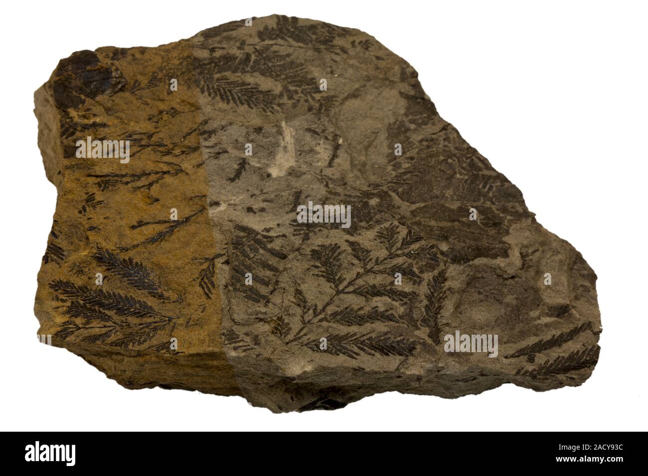 Fossil Dawn Redwood leaves (Metasequoia occidentalis), Paleocene ...
