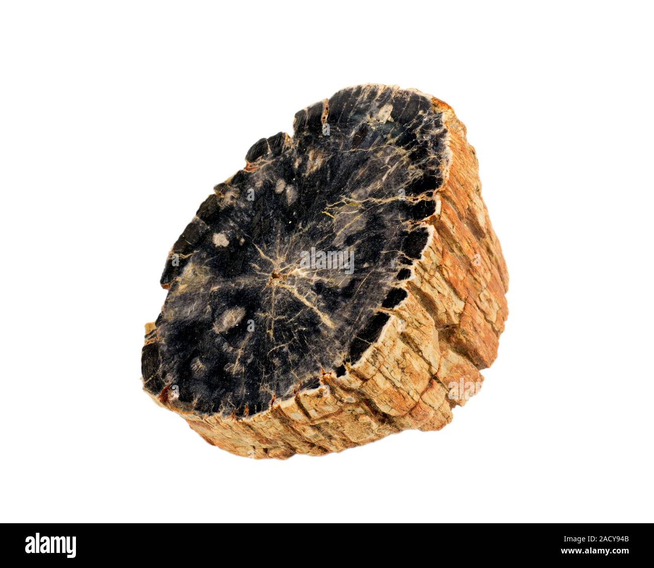 Fossil Sycamore log section (Plantanus), Miocene, McDermitt, Nevada ...