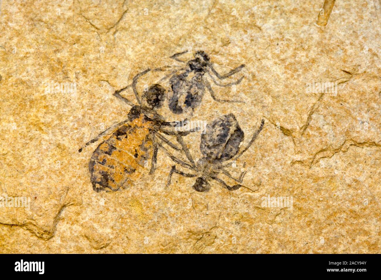 Fossil Dragonfly larvae (Libellula doris), Costigliole d'Asti, Italy ...