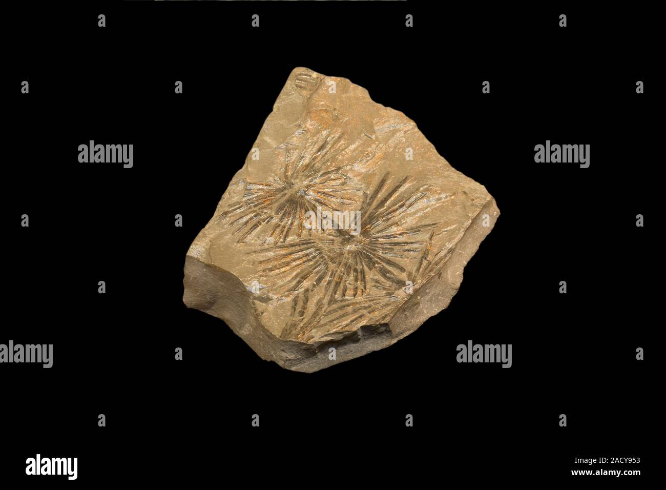 Fossil Horsetail (Annularia), Saarbrucken, Germany. Late Carboniferous ...