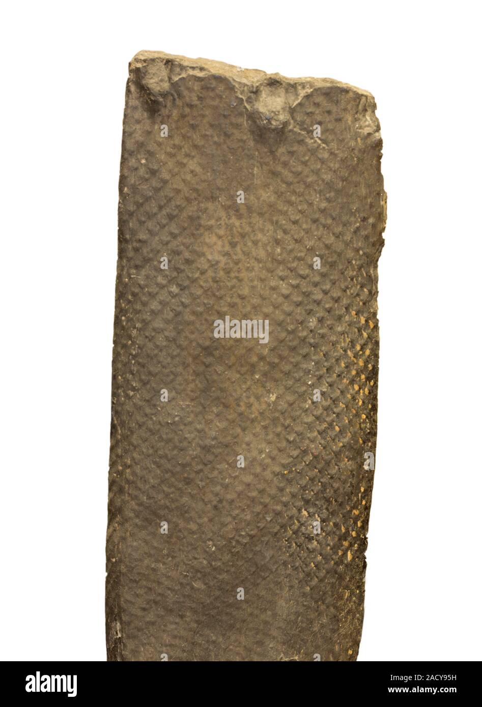 Fossil Lycopod Trunk. Specimen at Museum of the Earth, Ithaca, New York ...